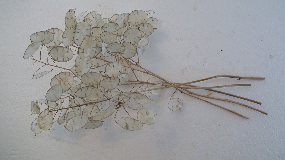 Five (5) Dried Lunaria Stems, 10" - 14" Stem Length, With "silver ...