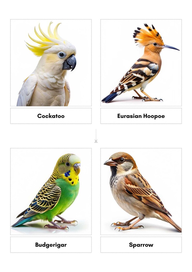 24 Birds Flashcards, Educational Printable Cards, Kids Flashcards ...