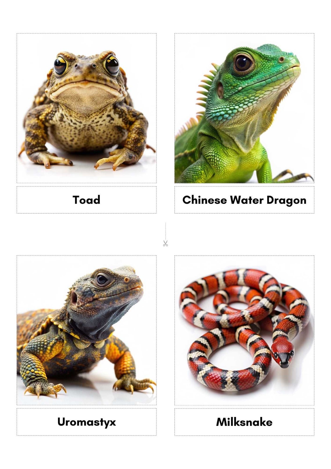 24 Reptiles Flashcards, Educational Printable Cards, Kids Flashcards ...