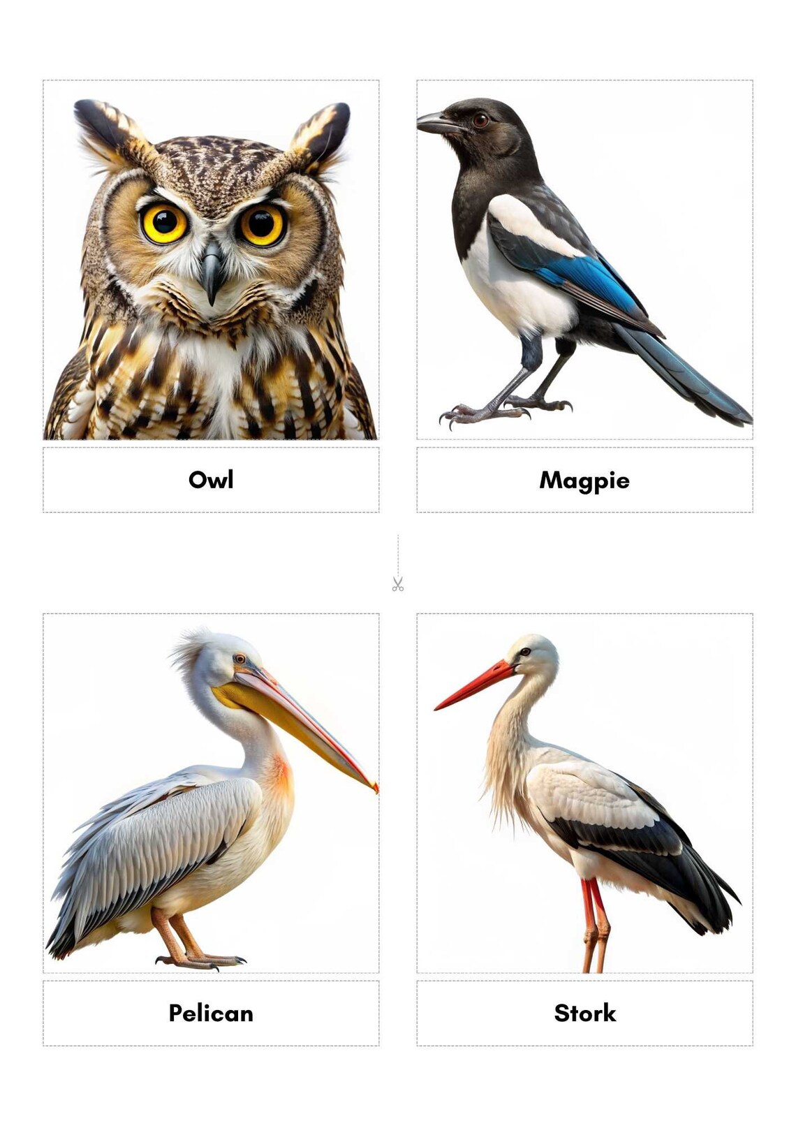 24 Birds Flashcards, Educational Printable Cards, Kids Flashcards ...