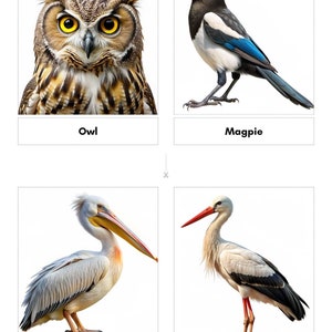 24 Birds Flashcards, Educational Printable Cards, Kids Flashcards ...