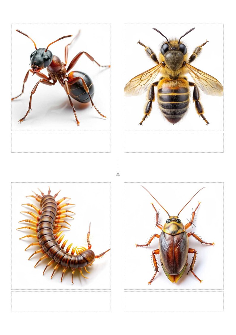 24 Insects Flashcards, Educational Printable Cards, Kids Flashcards ...
