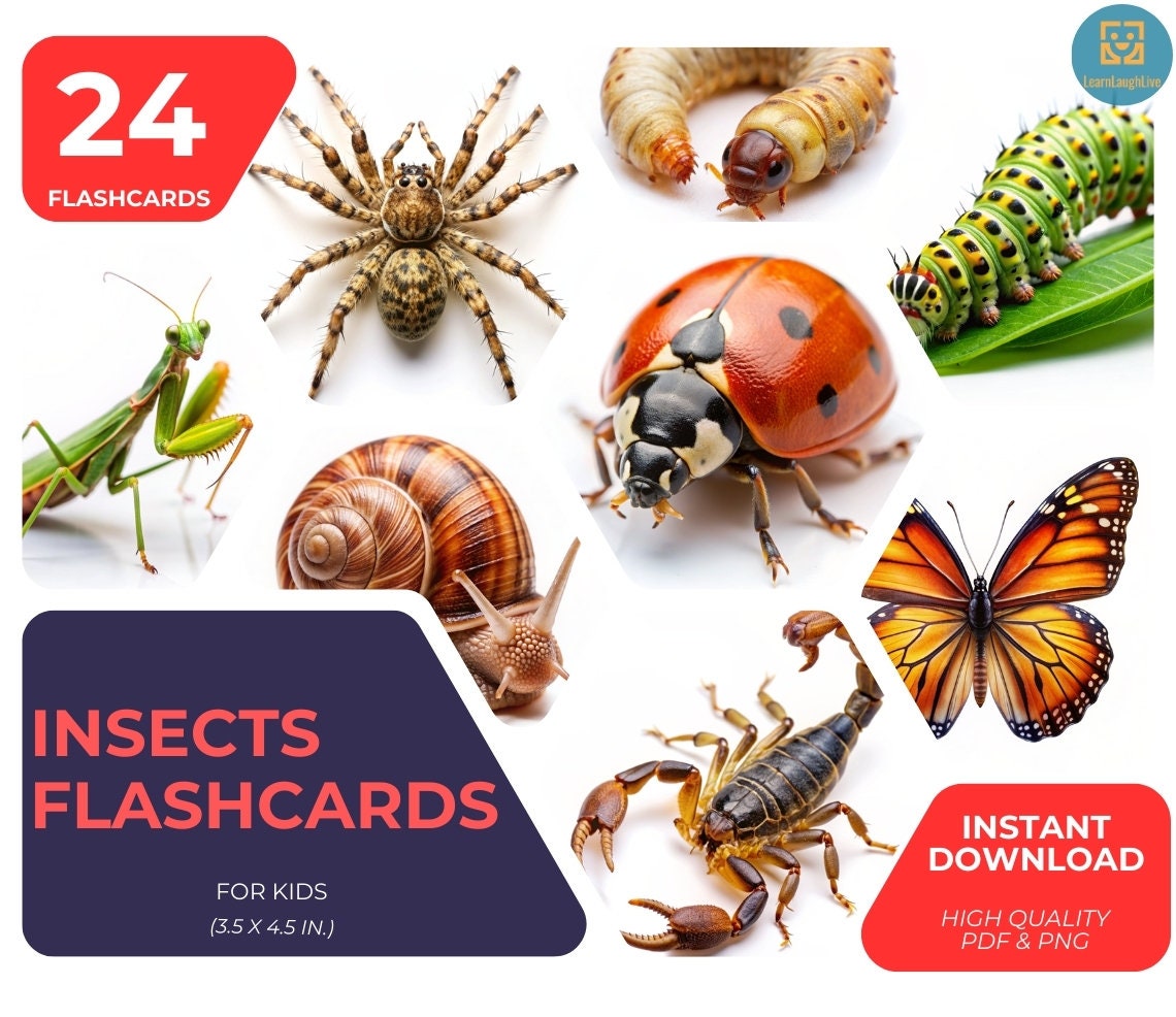 24 Insects Flashcards, Educational Printable Cards, Kids Flashcards ...
