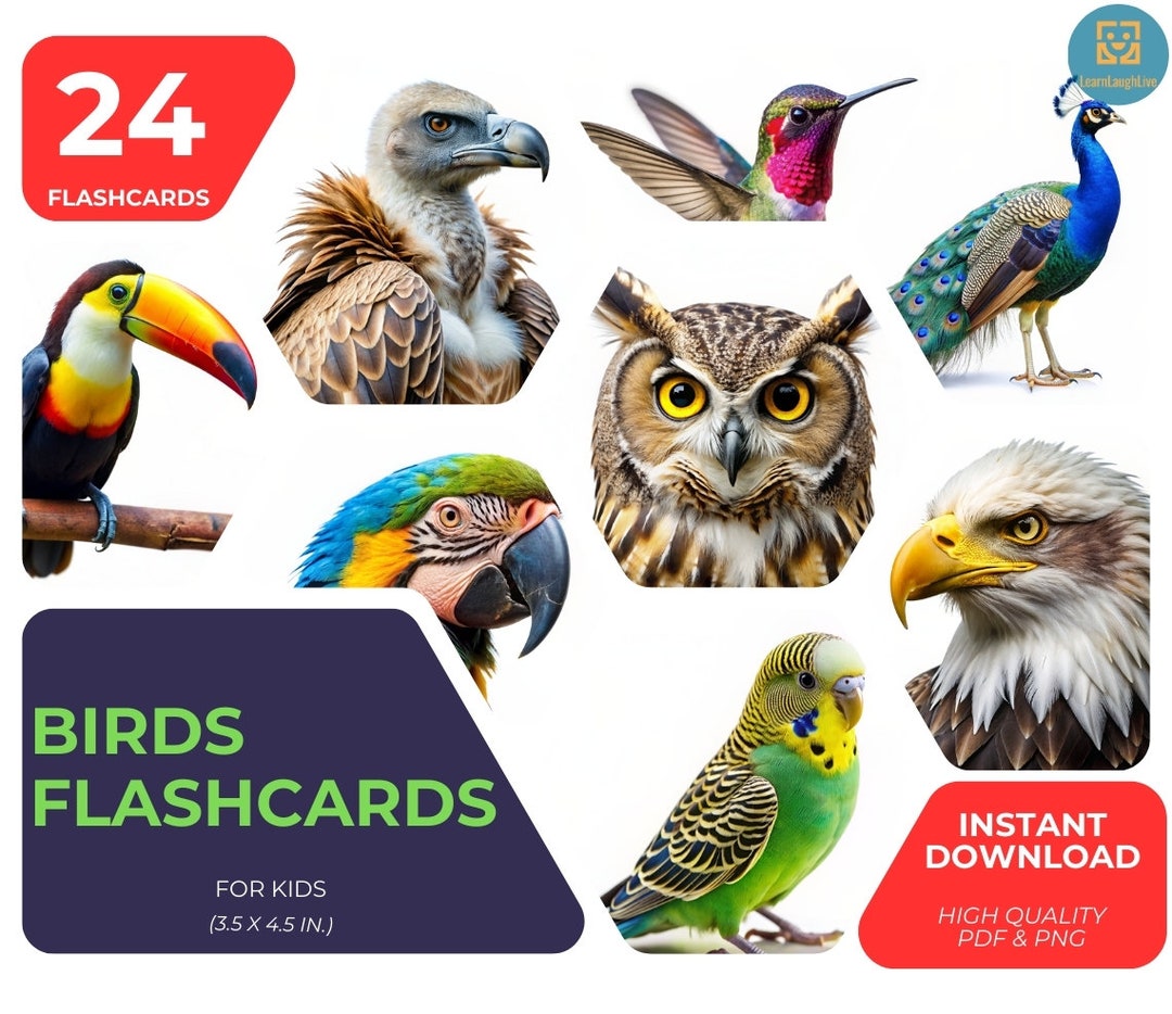 24 Birds Flashcards, Educational Printable Cards, Kids Flashcards ...