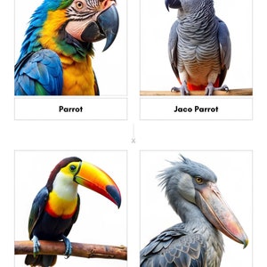 24 Birds Flashcards, Educational Printable Cards, Kids Flashcards ...