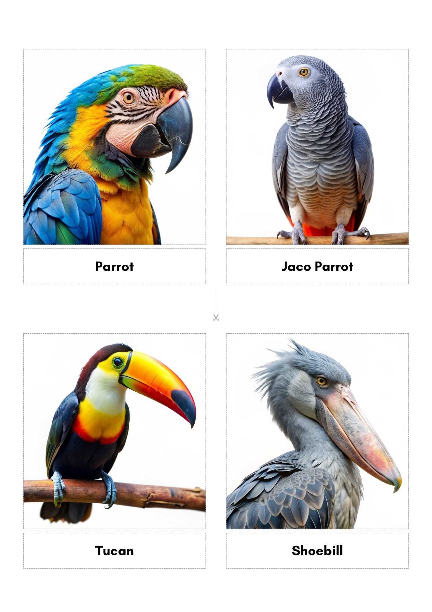24 Birds Flashcards, Educational Printable Cards, Kids Flashcards ...