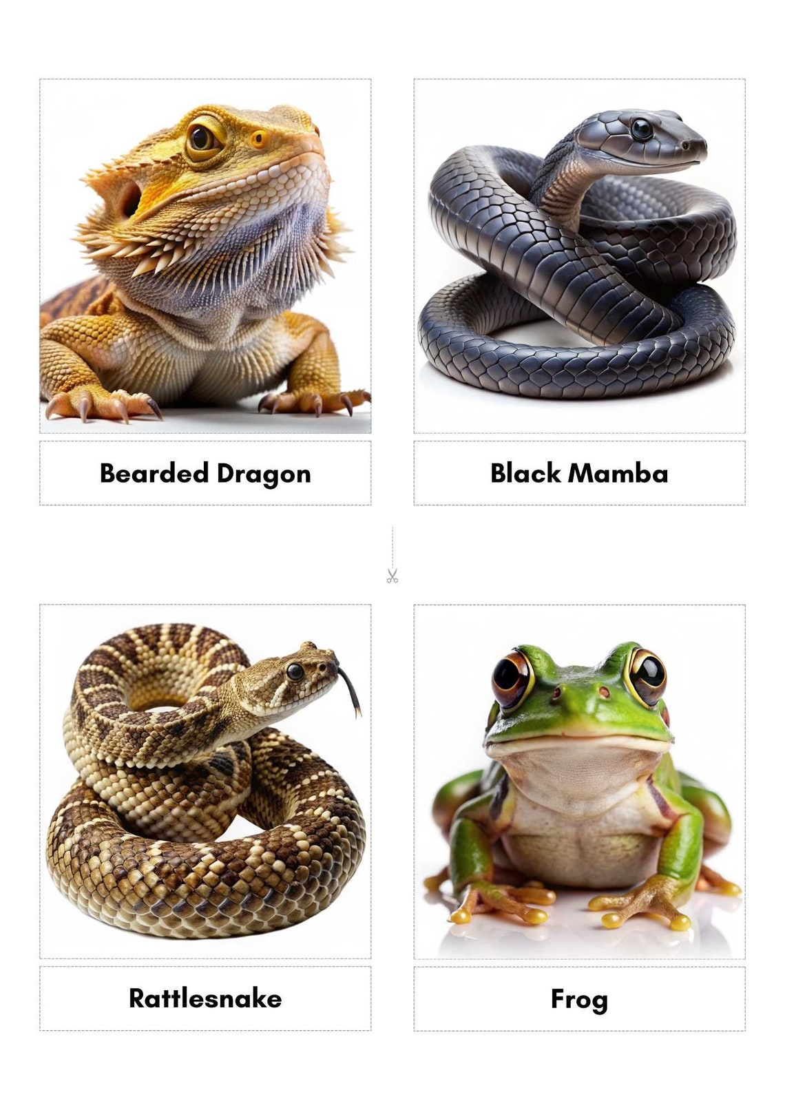 24 Reptiles Flashcards, Educational Printable Cards, Kids Flashcards ...