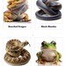 24 Reptiles Flashcards, Educational Printable Cards, Kids Flashcards ...