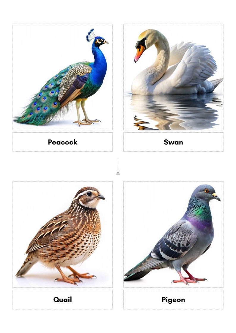 24 Birds Flashcards, Educational Printable Cards, Kids Flashcards ...