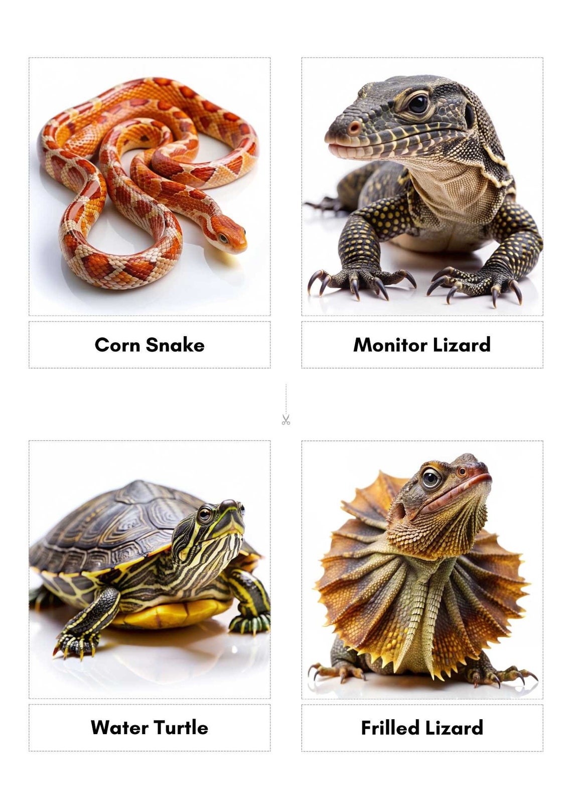 24 Reptiles Flashcards, Educational Printable Cards, Kids Flashcards ...