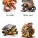 24 Reptiles Flashcards, Educational Printable Cards, Kids Flashcards ...