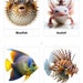24 Aquatic Animals Flashcards, Educational Printable Cards, Kids ...