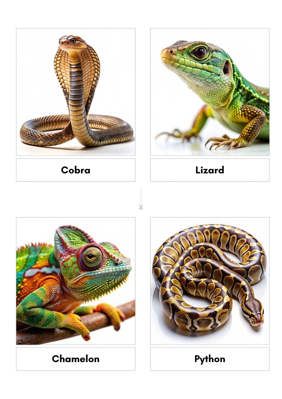 24 Reptiles Flashcards, Educational Printable Cards, Kids Flashcards ...