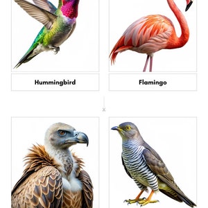 24 Birds Flashcards, Educational Printable Cards, Kids Flashcards ...