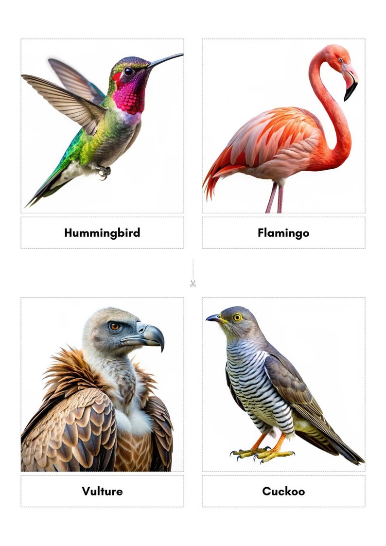 24 Birds Flashcards, Educational Printable Cards, Kids Flashcards ...