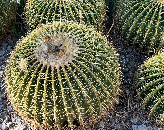 50 Golden Barrel Cactus Seeds - Etsy