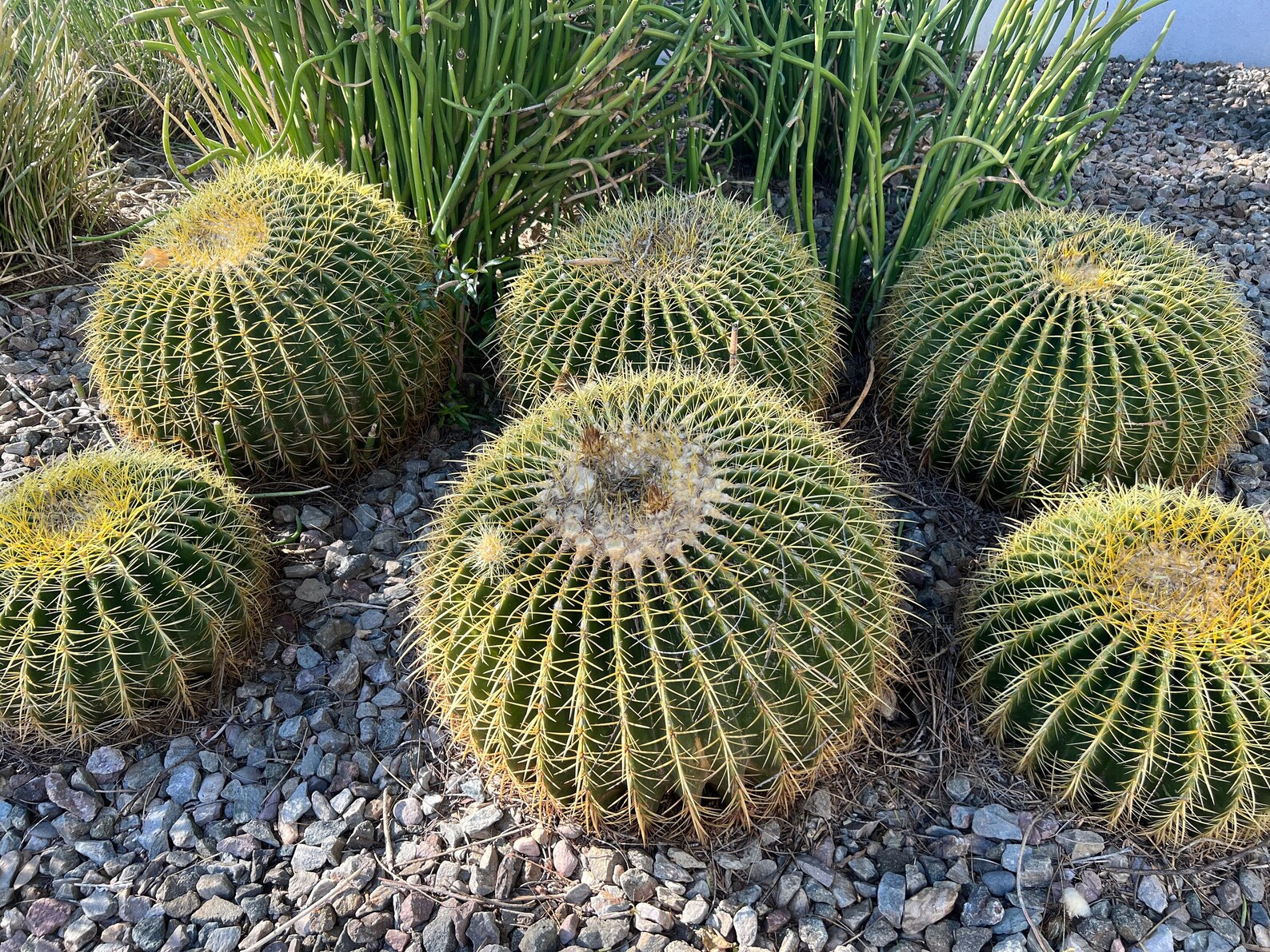 50 Golden Barrel Cactus Seeds - Etsy