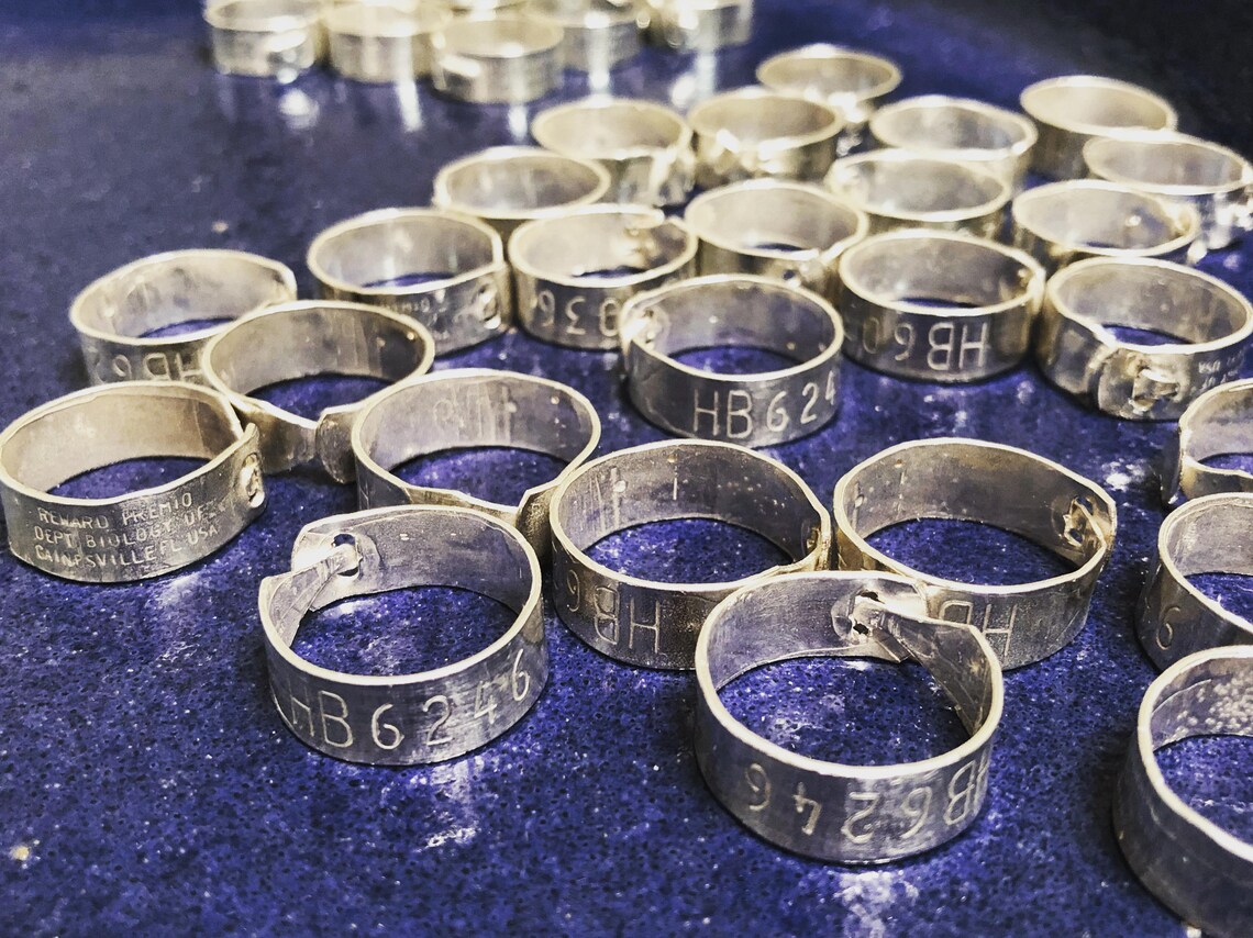 LARGE Silver Sea Turtle Flipper Tag Ring - Etsy