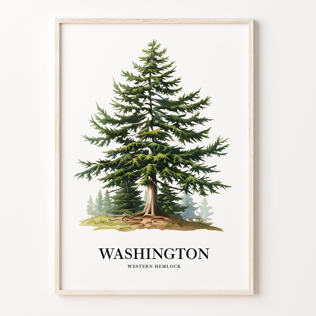 Western Hemlock Tree Wall Art, Washington State Tree Art Print, State ...