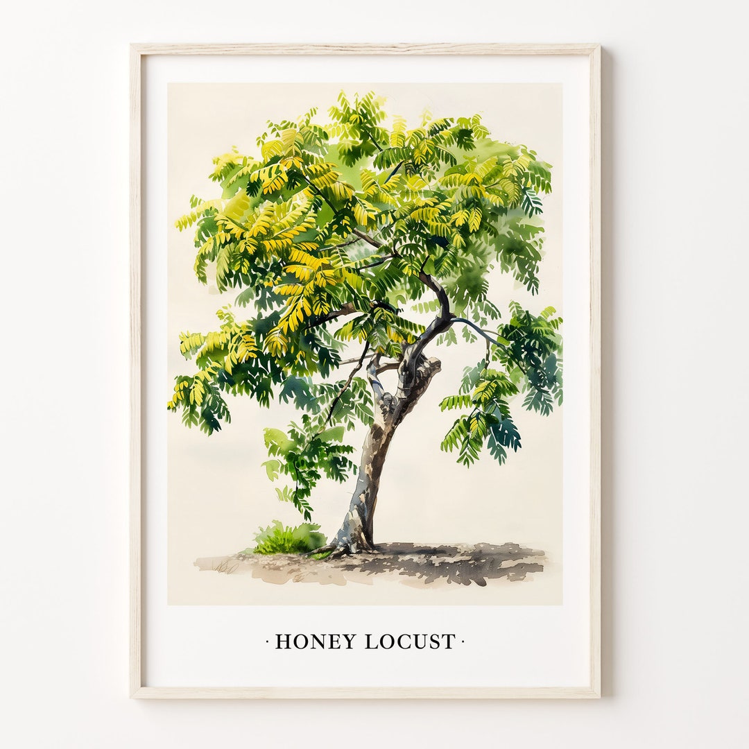 Honey Locust Tree Art Print, Wall Art Poster, Botanical Honey Locust ...