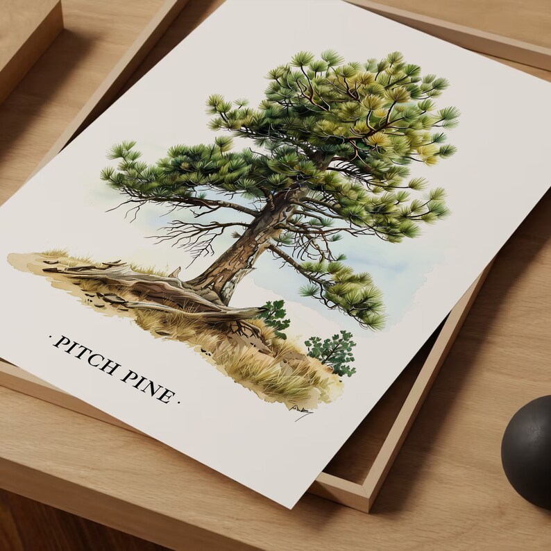 Pitch Pine Tree Art Print, Wall Art Poster, Nature Decor, Botanical ...