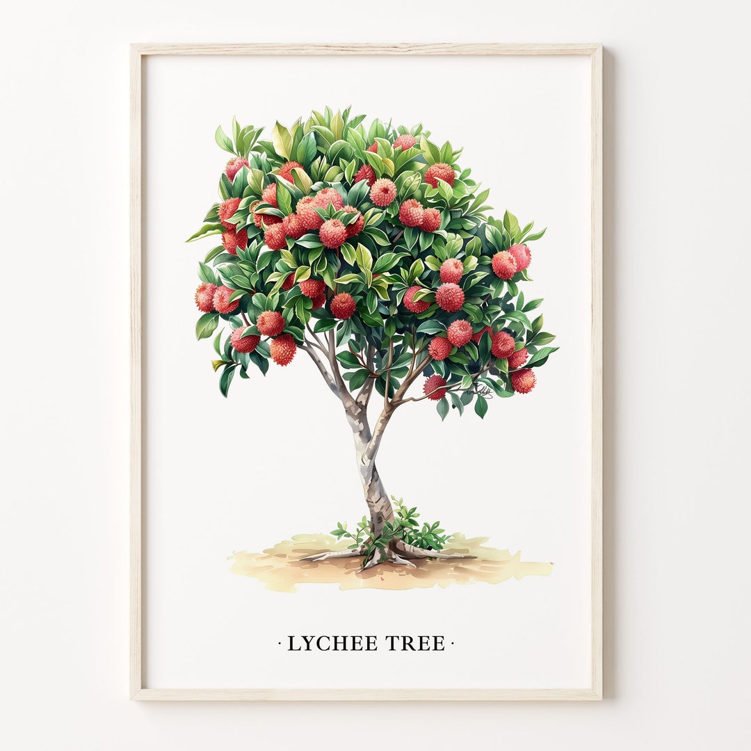 Lychee Tree Art Print, Lychee Tree Wall Art Poster, Botanical Fruit ...