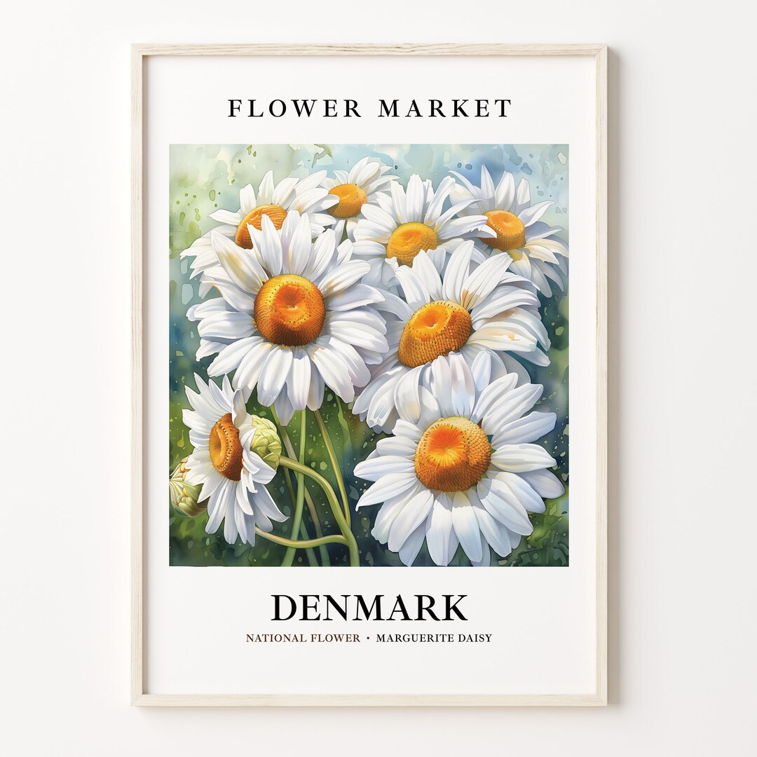 Denmark National Flower Art Print, Marguerite Daisy 1960's Wall Art ...