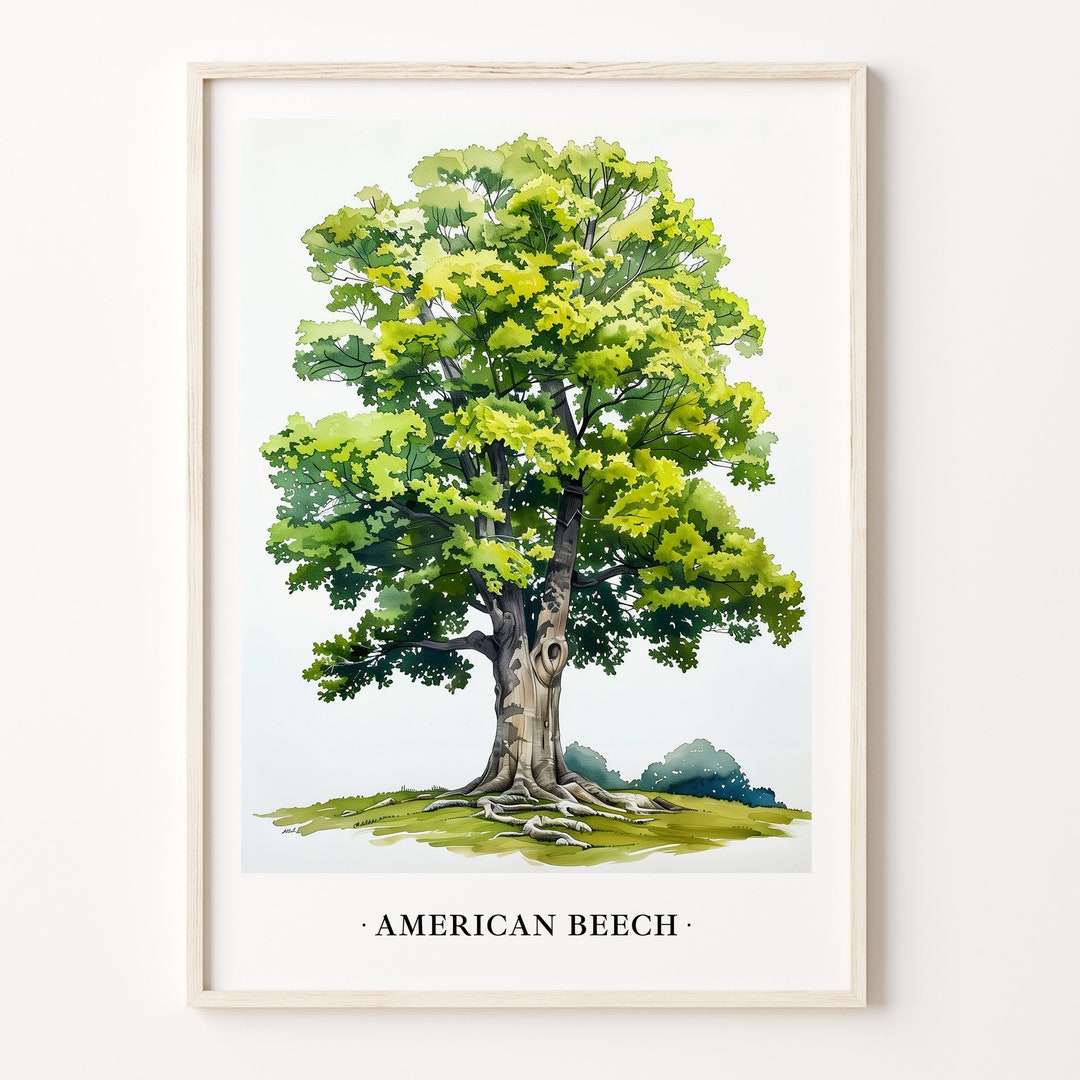 American Beech Tree Art Print: Botanical Illustration - Etsy