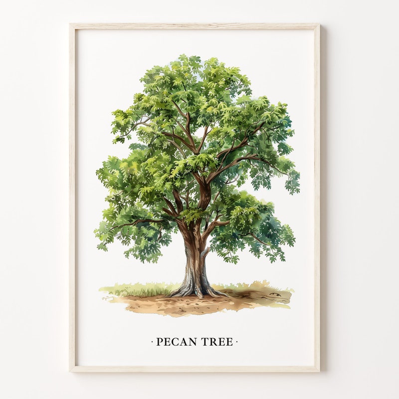 Pecan Tree - Etsy