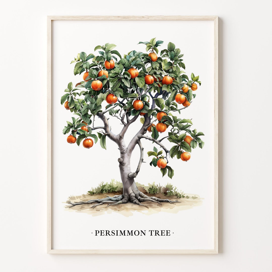 Persimmon Tree Art Print, Wall Art Poster, Botanical Home Decor, Nature ...