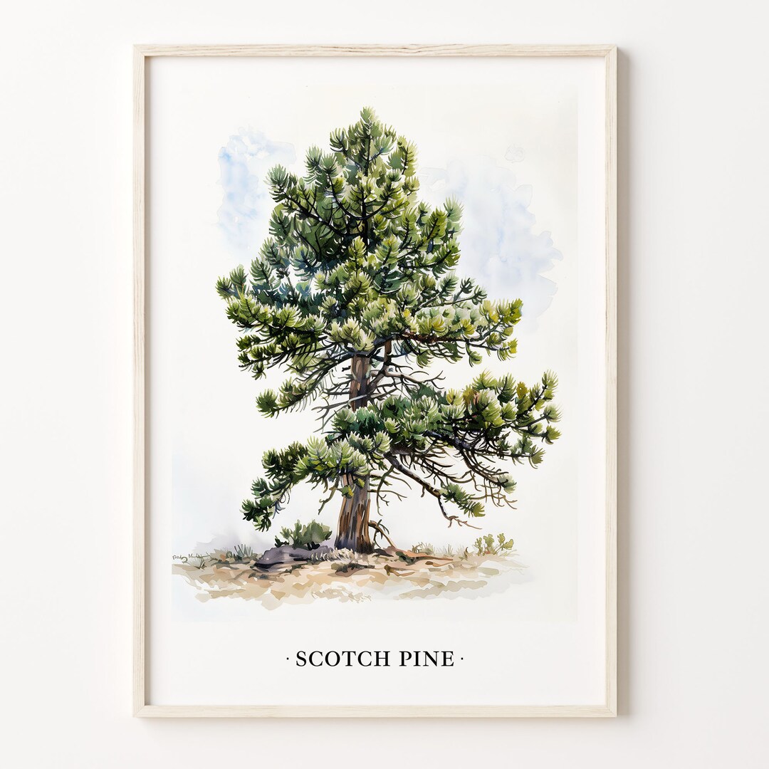 Scotch Pine Tree Art Print, Wall Art Poster, Nature Decor, Botanical ...