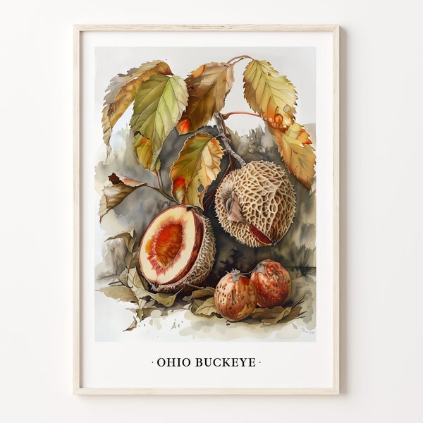Buckeye Tree - Etsy