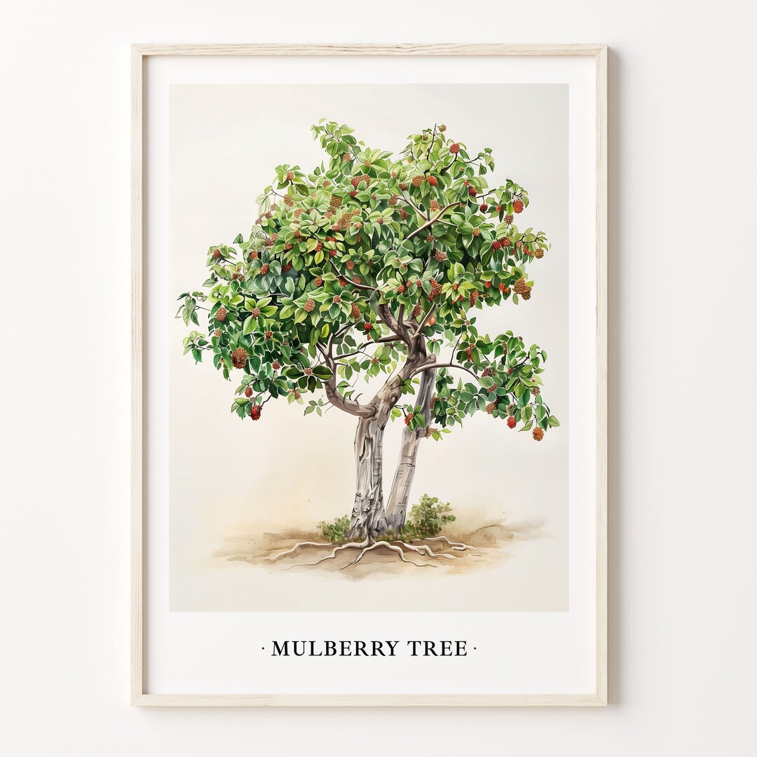 Mulberry Tree Art Print: Botanical Nature Poster - Etsy