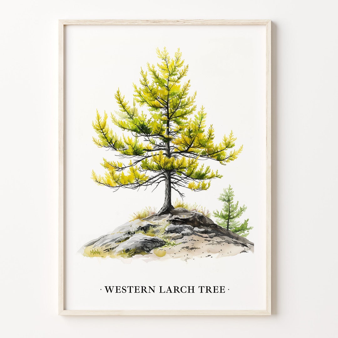 Western Larch Tree Art Print: Botanical Rustic Home Decor - Etsy