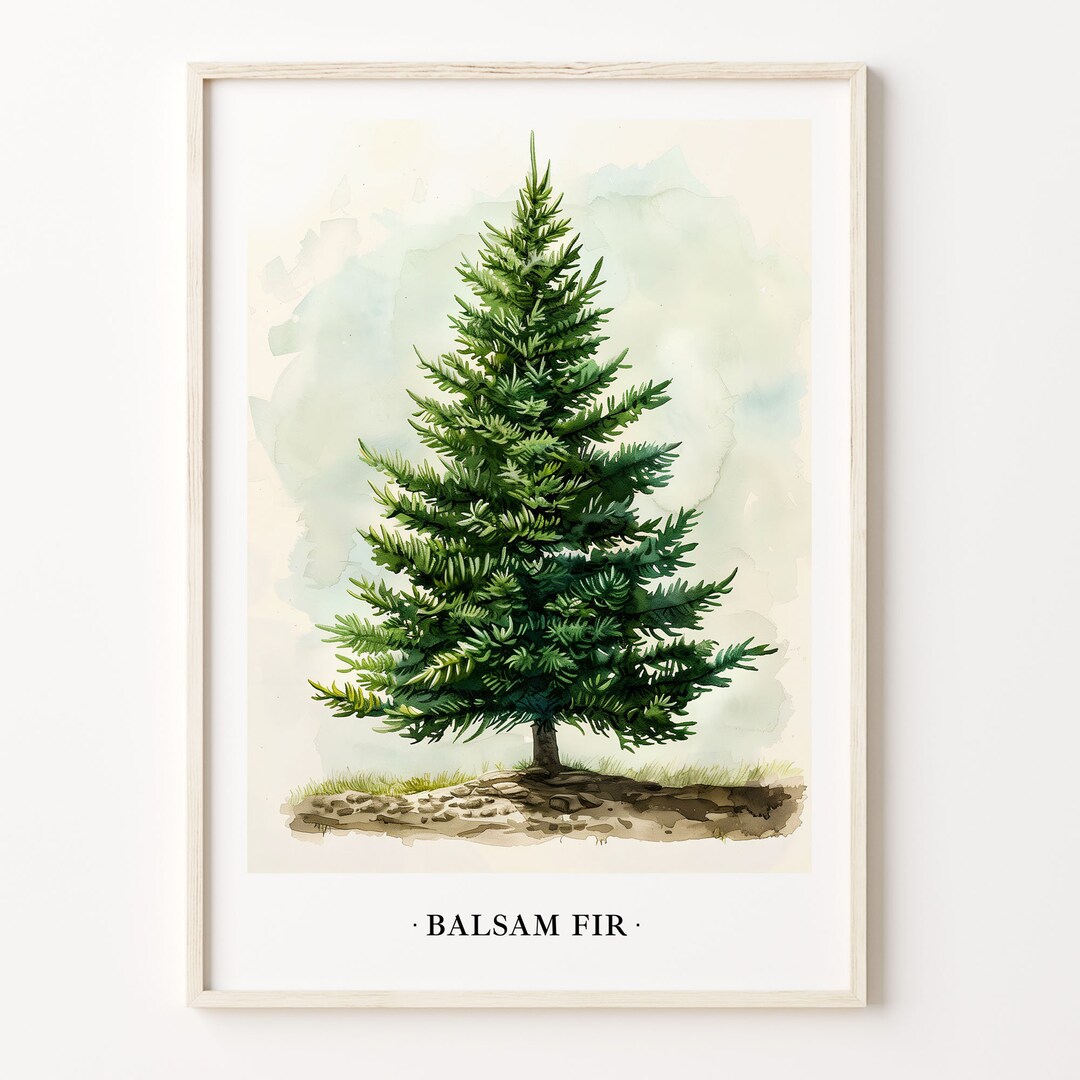 Balsam Fir Tree Art Print, Christmas Tree Wall Art, Botanical Poster ...