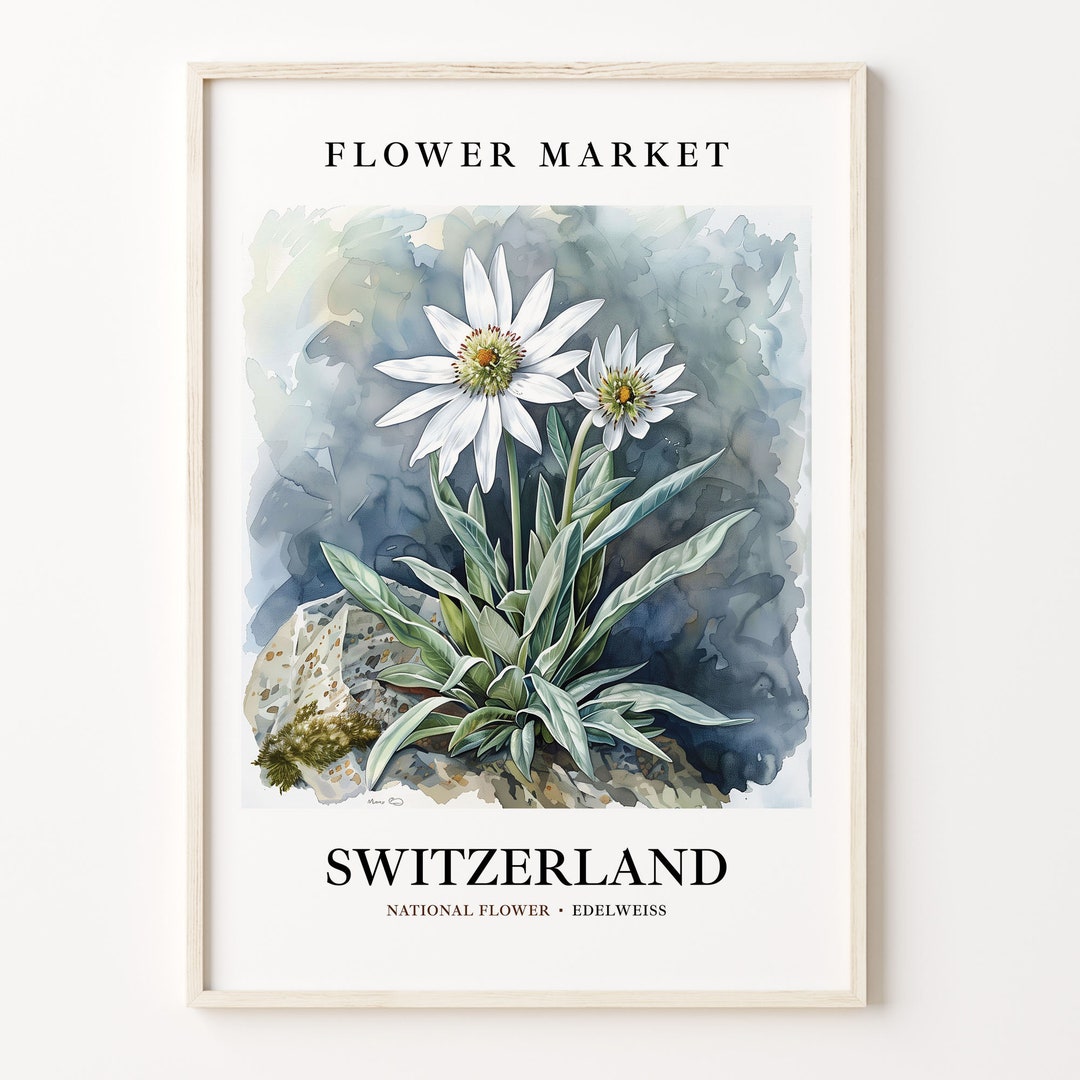 Switzerland National Flower Art Print, Edelweiss 1960's Wall Art ...