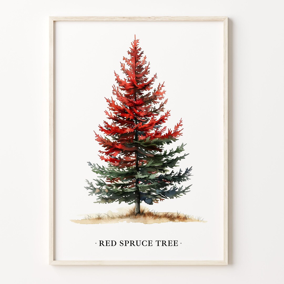Red Spruce Tree Art Print, Botanical Wall Art, Nature Poster, Home ...