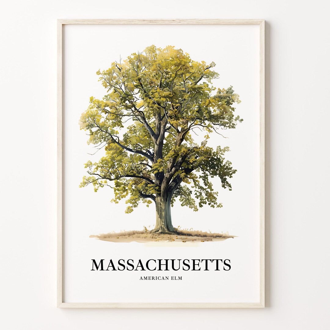 American Elm Art Print: Massachusetts State Tree Illustration - Etsy