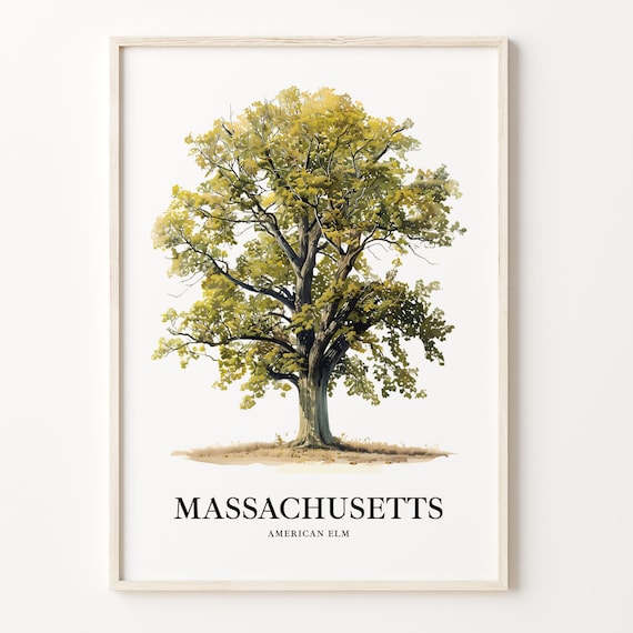 Massachusetts State Tree