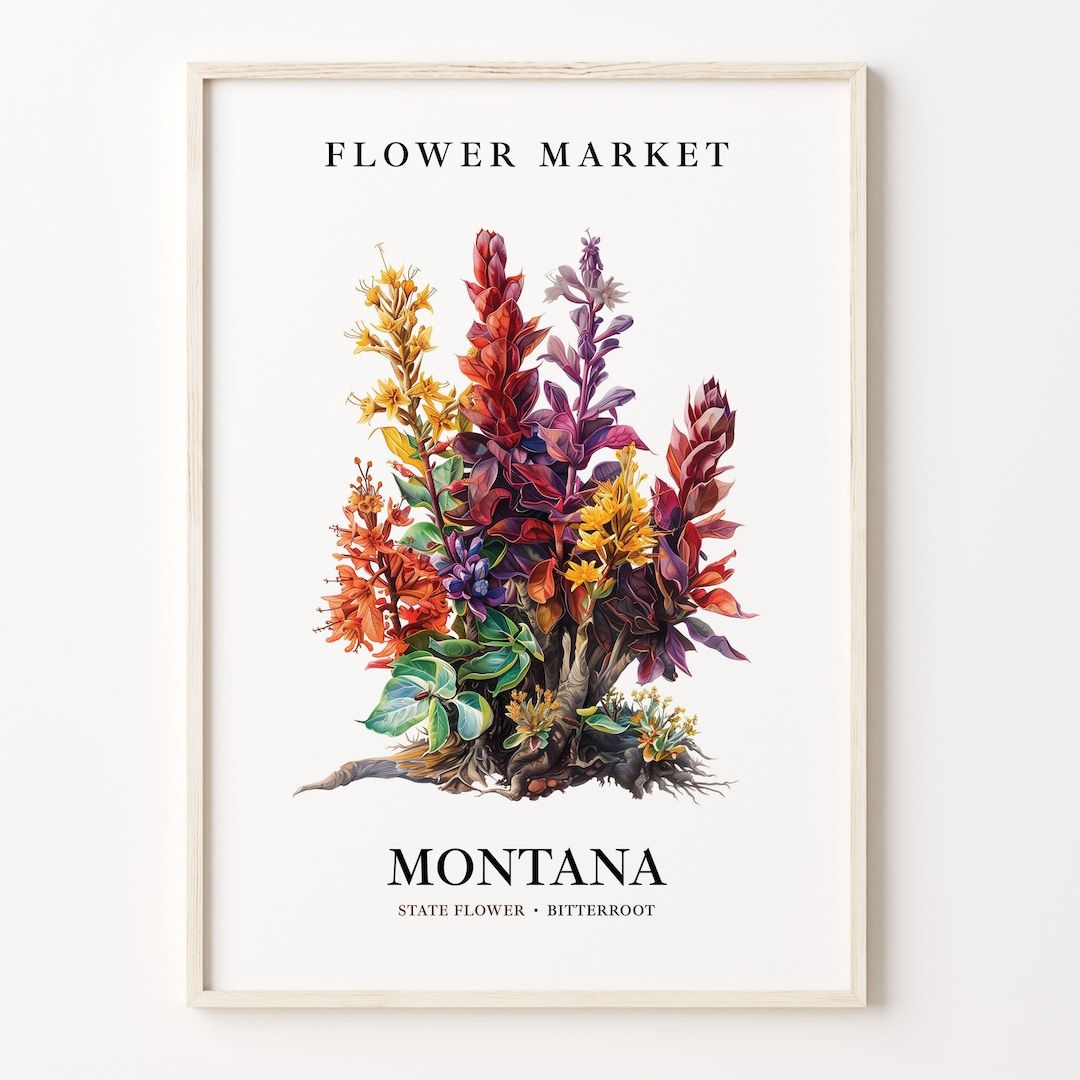 Bitterroot Flower Art Print: Vintage Montana Botanical Wall Art - Etsy