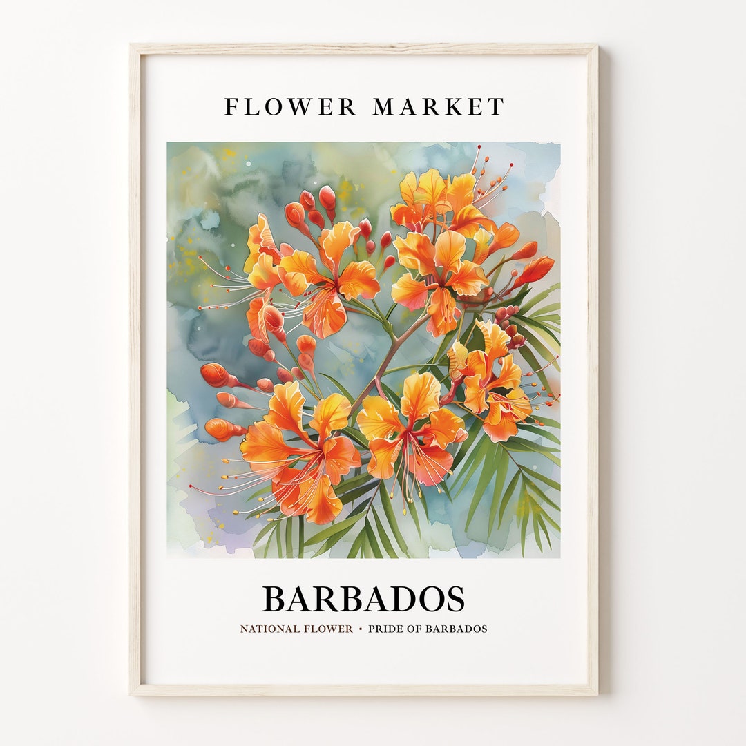 Barbados National Flower Art Print, Pride of Barbados 1960's Wall Art ...