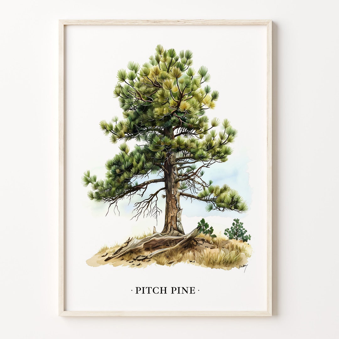 Pitch Pine Tree Art Print, Wall Art Poster, Nature Decor, Botanical Illustration, Pine Tree ...