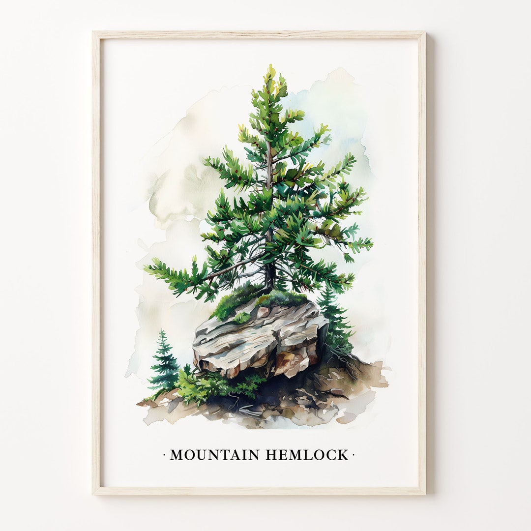 Mountain Hemlock Tree Art Print, Wall Art Poster, Nature Decor ...