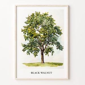 Black Walnut Tree Art Print: Vintage Botanical Illustration - Etsy
