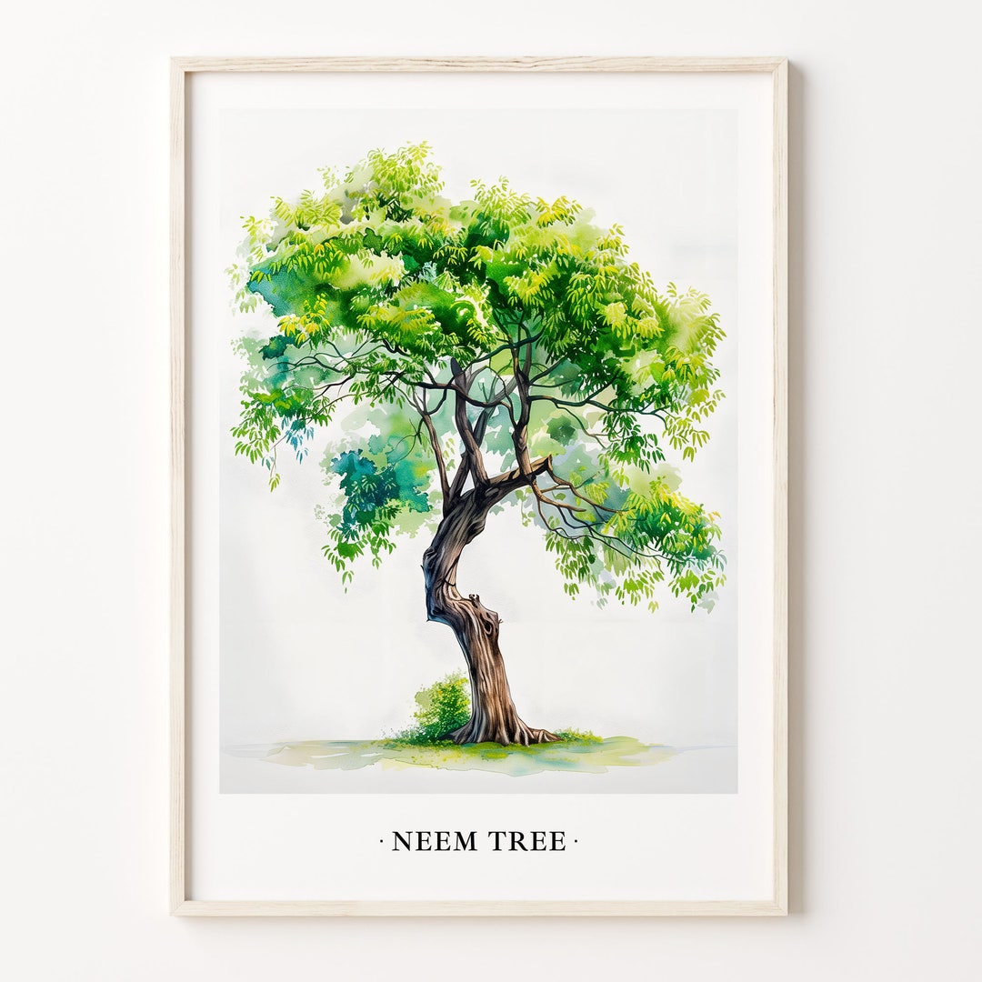 Neem Tree Art Print, Neem Tree Wall Art Poster, Botanical Illustration ...