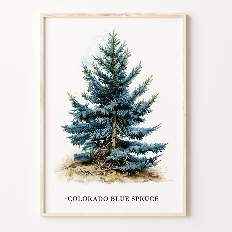 Colorado Blue Spruce - Etsy