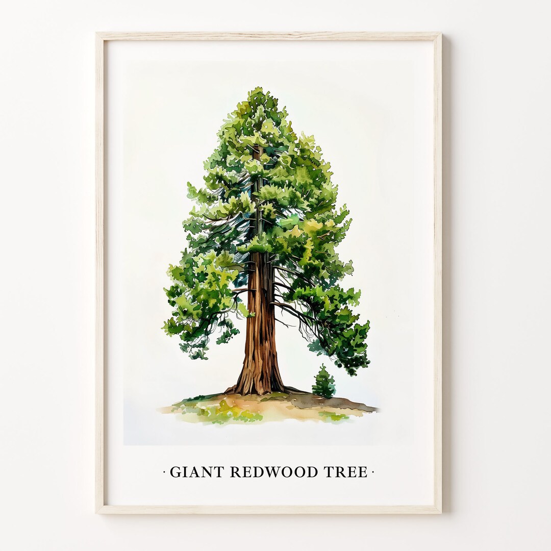 Giant Redwood Tree Art Print, Wall Art Poster, Nature Decor, Large ...