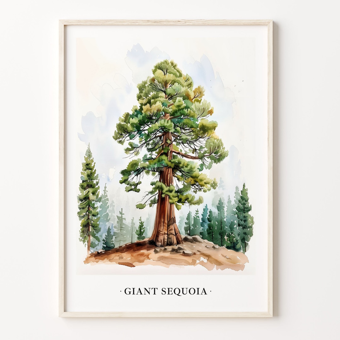 Sequoia Tree Art Print: Forest Nature Wall Decor - Etsy