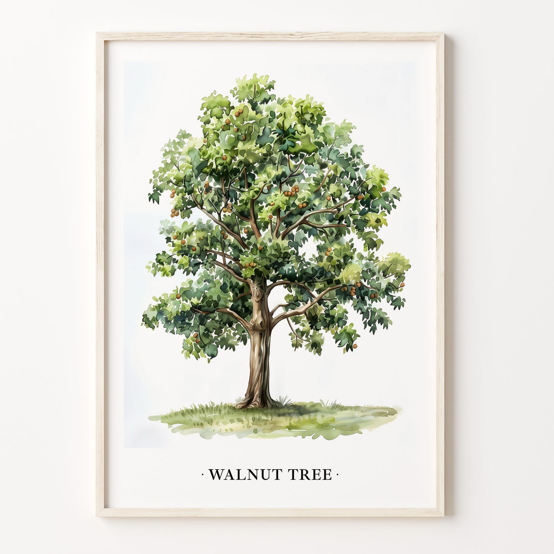 Walnut Tree Art Print, Botanical Wall Art, Walnut Tree Poster, Nature ...
