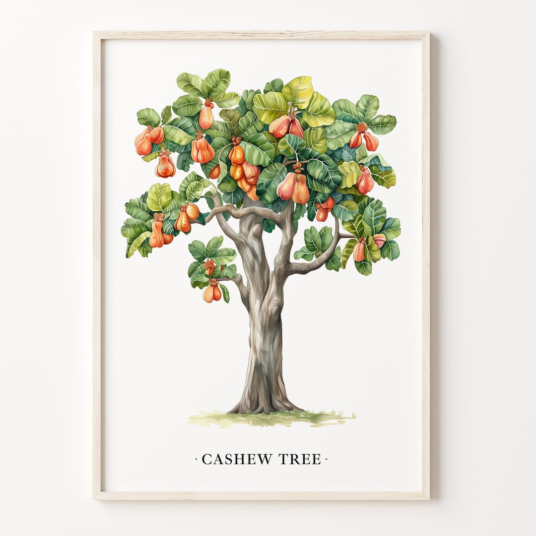 Cashew Tree Botanical Art Print: Nature Illustration - Etsy